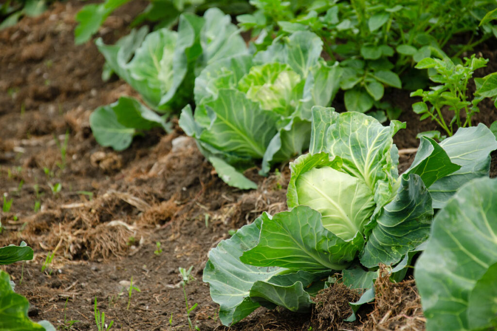 CABBAGE: A CORNERSTONE OF IRISH HERITAGE AND CUISINE
